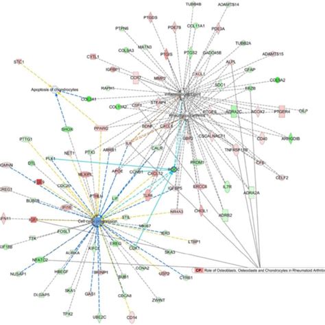 Merged Network Analysis From Ingenuity Pathway Analysis Ipa Software