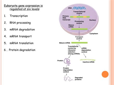 Gene Expression Pptx Programming Languages Computing