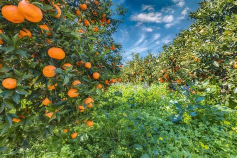 High Density Orange Plantation Spacing Plants Per Acre Techniques