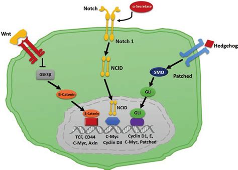 4 Molecular Pathways Regulating Csc Growth And Maintenance Download