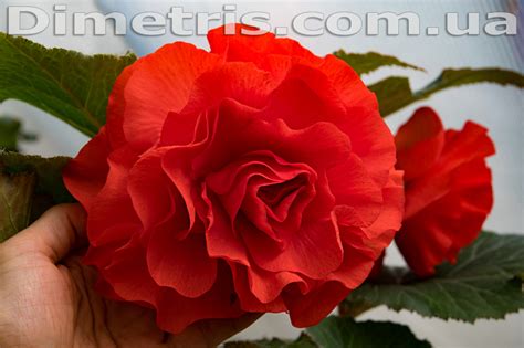 Variety Catalog Of Club Begonia