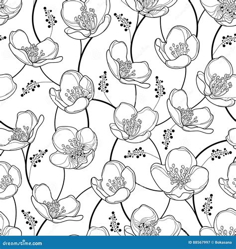 Vector El Modelo Inconsútil Con Las Flores Del Jazmín Del Esquema En Negro En El Fondo Blanco