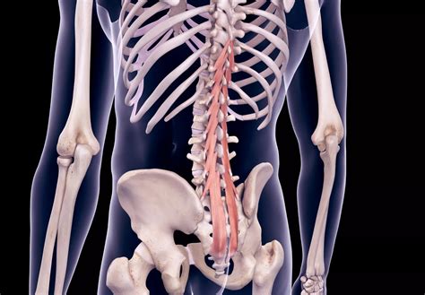 Multifidus Muscle Its Function And Link To Back Pain