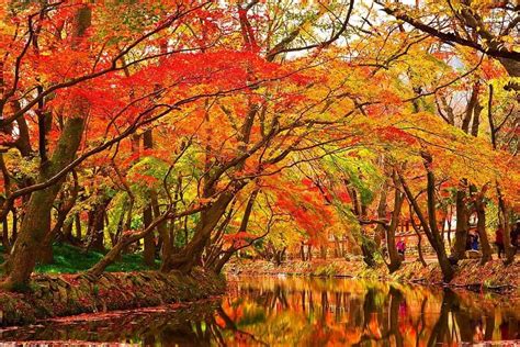 20 Different Types Of Hardwood Trees ProGardenTips