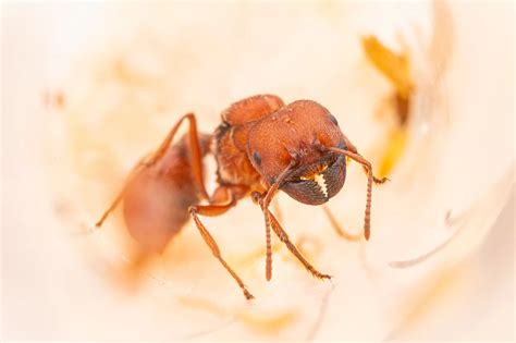 Pogonomyrmex Badius For Sale Buckeye Myrmecology