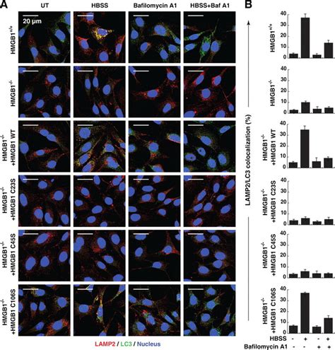 Expression Of HMGB1 Or The C106S Mutant But Not C23S And C45S Mutants