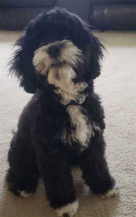 A Blackwhite Tuxedo Cockapoo Attala County Cockapoos