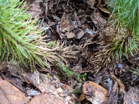Phlegmariurus Hippurideus Ferns And Lycophytes Of The World