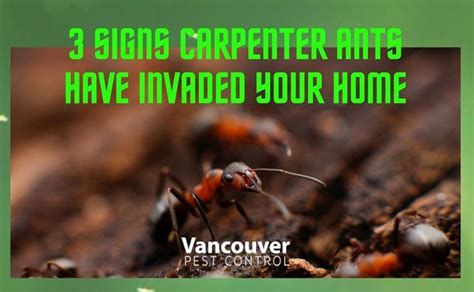 Signs Of Carpenter Ant Infestation