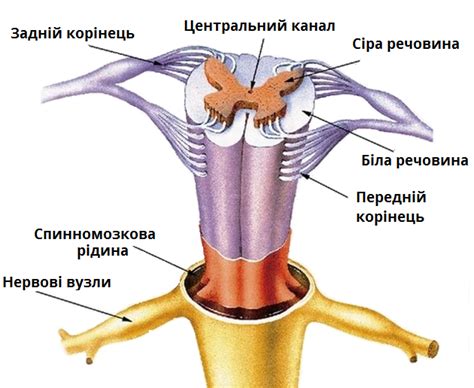 Будова спинного мозку — урок Біологія 8 клас