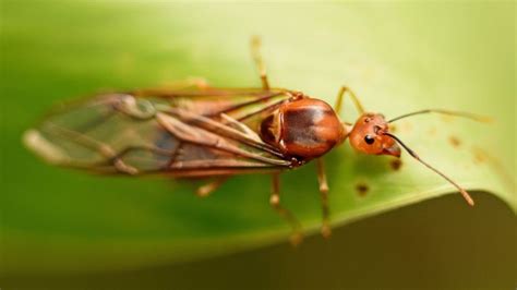 Argentine Ant Queen Wing