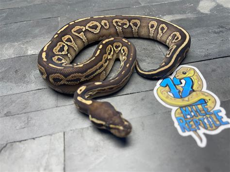 Lori Mojave Ball Python By 12 Mile Reptile Morphmarket
