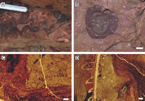 A Hardground Surface With Fe Mn Banded Crusts And Macro Oncoids