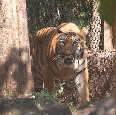 Kerala Farmer Dies After Tiger Attack Social News Xyz