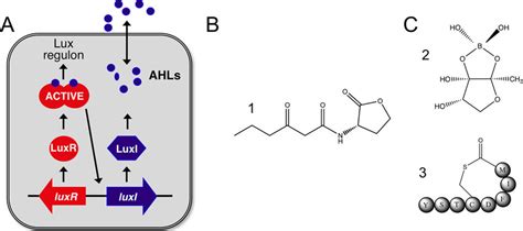 A Ahl Quorum Sensing In Vibrio Fischeri Ahl Signals Ahls [solid Download Scientific Diagram