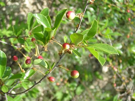 molbiol.ru -> Вишня кустарниковая (Prunus fruticosa, Rosaceae).