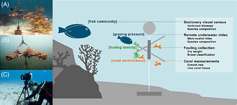 Schematic Representation Of The Experimental Setup With Inset Photos Download Scientific