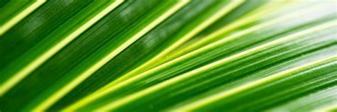 추상 자연 보케 배너 선택적 초점 아름 다운 밝은 녹색 야자 잎 배경입니다 신선한 열대 식물 질감 근접 촬영 자연 줄무늬 패턴입니다 자연의 기하학 가로 사진 0명에 대한