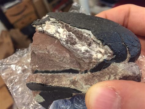 Oviraptor Egg Allegedly With Embryonic Yolk Members Gallery The