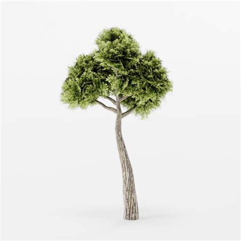 Tree Low Poly Trees Models BlenderKit