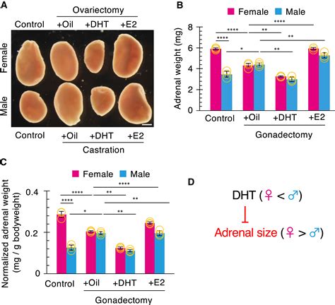 Development Of Sexual Dimorphism Of Skeletal Muscles Through The Adrenal Cortex Caused By