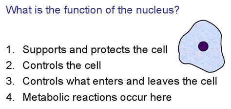 Structure And Function — Science Leadership Academy Center City