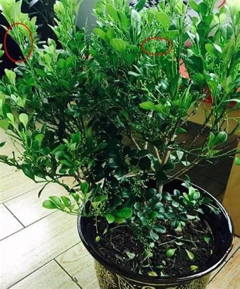 米兰修剪图解 花椒树年修剪图示 月季修剪 第2页 大山谷图库