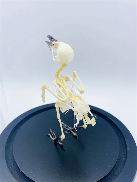 Black Dome With Sooty Headed Bulbul Skeleton Natural History Curiosities
