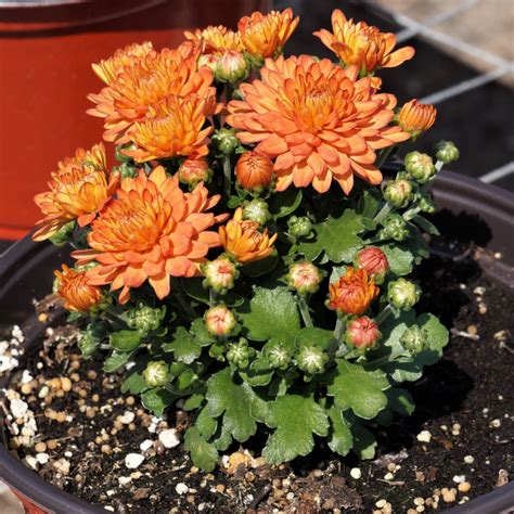 Mums And Fall Foliage Prestons