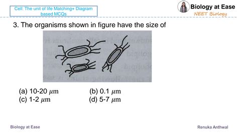 Solution Cell The Unit Of Life Matching Diagram Based Mcqs 1 Studypool