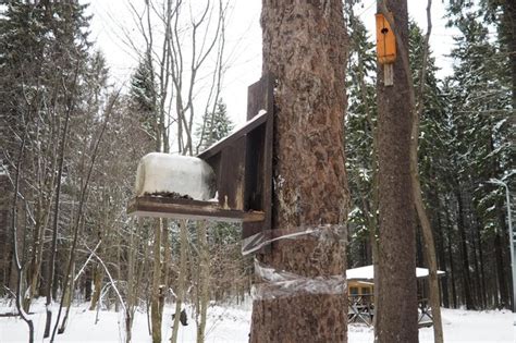 Premium Photo Hanging Homemade Feeder Or Platform For Feeding Birds