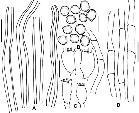 Phellinus Allardii Bres S Ahmad A Skeletal Hyphae B