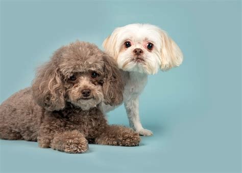 The Shih Tzu Cockapoo An Expert Guide To The Adorable Hybrid Breed