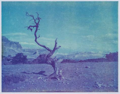 Kirsten Thys Van Den Audenaerde Winged Iv 21st Century Polaroid
