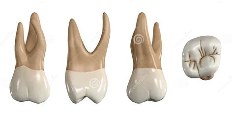 Permanent Upper Second Molar Tooth 3d Illustration Of The Anatomy Of The Maxillary Second Molar