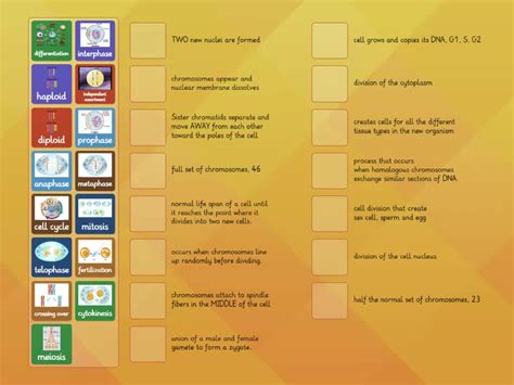 116 Cell Growth And Reproduction Match Up