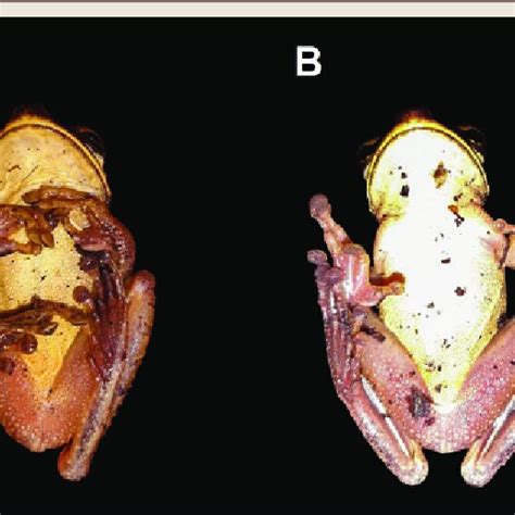 Predation Of Phrynoderma Hexadactylum By Ardea Purpurea In Chupi