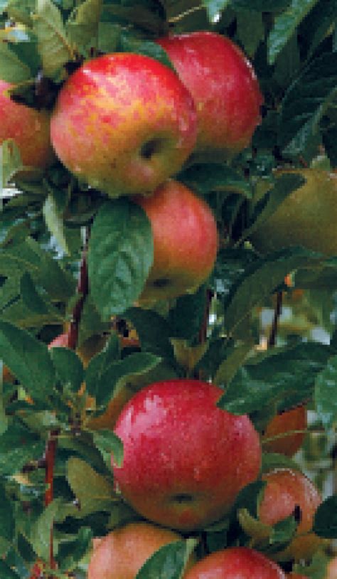 Two Ways To Prune New Fruit Trees Fine Gardening