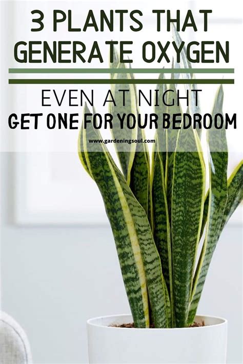 3 Plants That Generate Oxygen Even At Night Get One For Your Bedroom