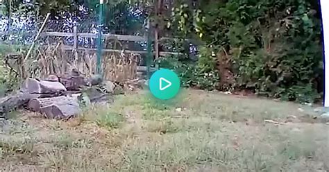 Chunk The Groundhog Album On Imgur