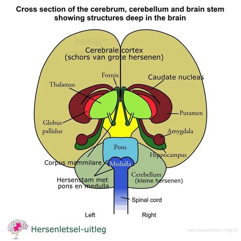 Fornix Impact Per Brain Area Braininjury