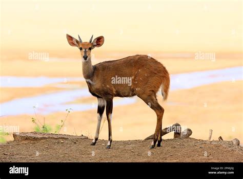 Bushbuck Cape Bushbuck Tragelaphus Scriptus Sylvaticus Young Male