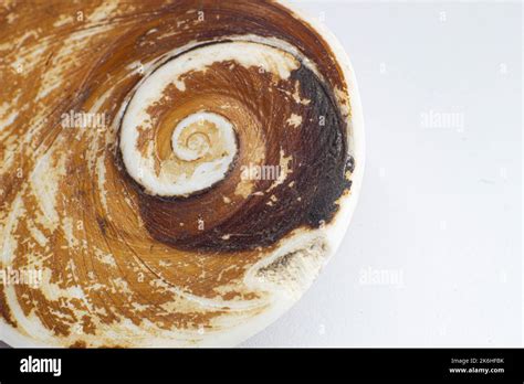 Fossilized Snail Shell With Orange And Black Colors Macro Picture On