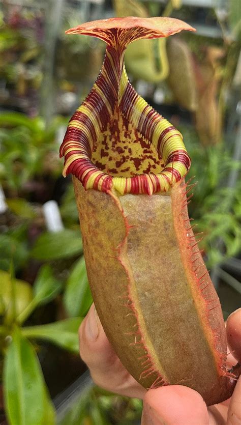 Nepenthes Sibuyanensis X Veitchii X Lowii Be 3986 Xl Showpiece