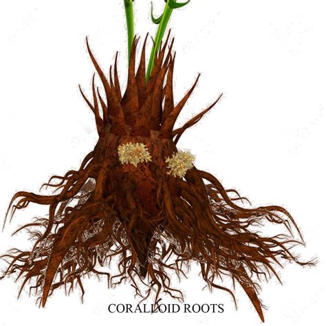 Coralloid Roots Of Cycas Are Useful In An2 Fixation Babsorption