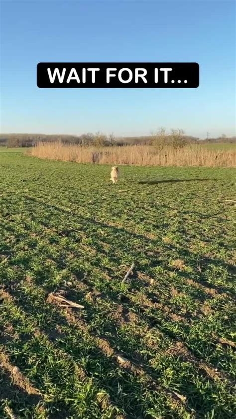 Excited Golden Retriever Bumps Into Woman