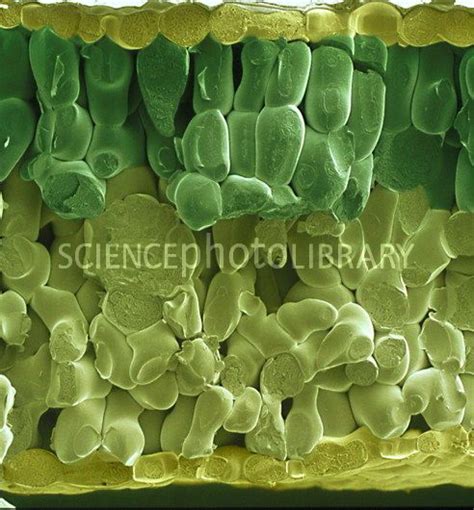 Sem Of Spinach Leaf Palisade Mesophyll And Spongy Mesophyll Cells