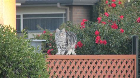 Cat On Fence Free Photo On Pixabay Pixabay