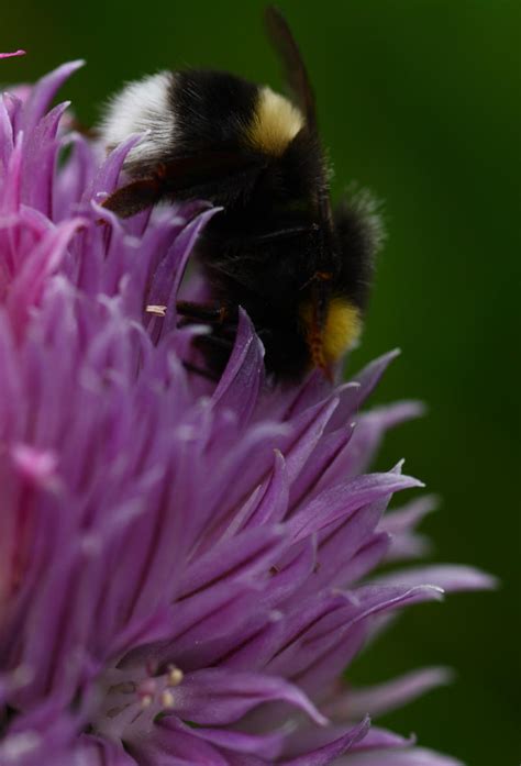Bubmlebee By Ronjaberglind On Deviantart