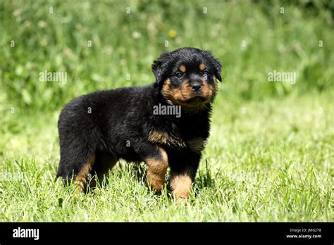Rottweiler Puppies 1 Week Old
